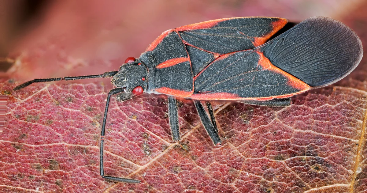 Boxelder Bug Control Texas | Seasonal Invasion Prevention | No Contract ...