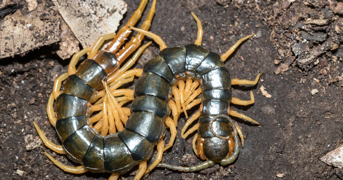 Centipede Control Texas | House Centipede Removal & Prevention | No ...